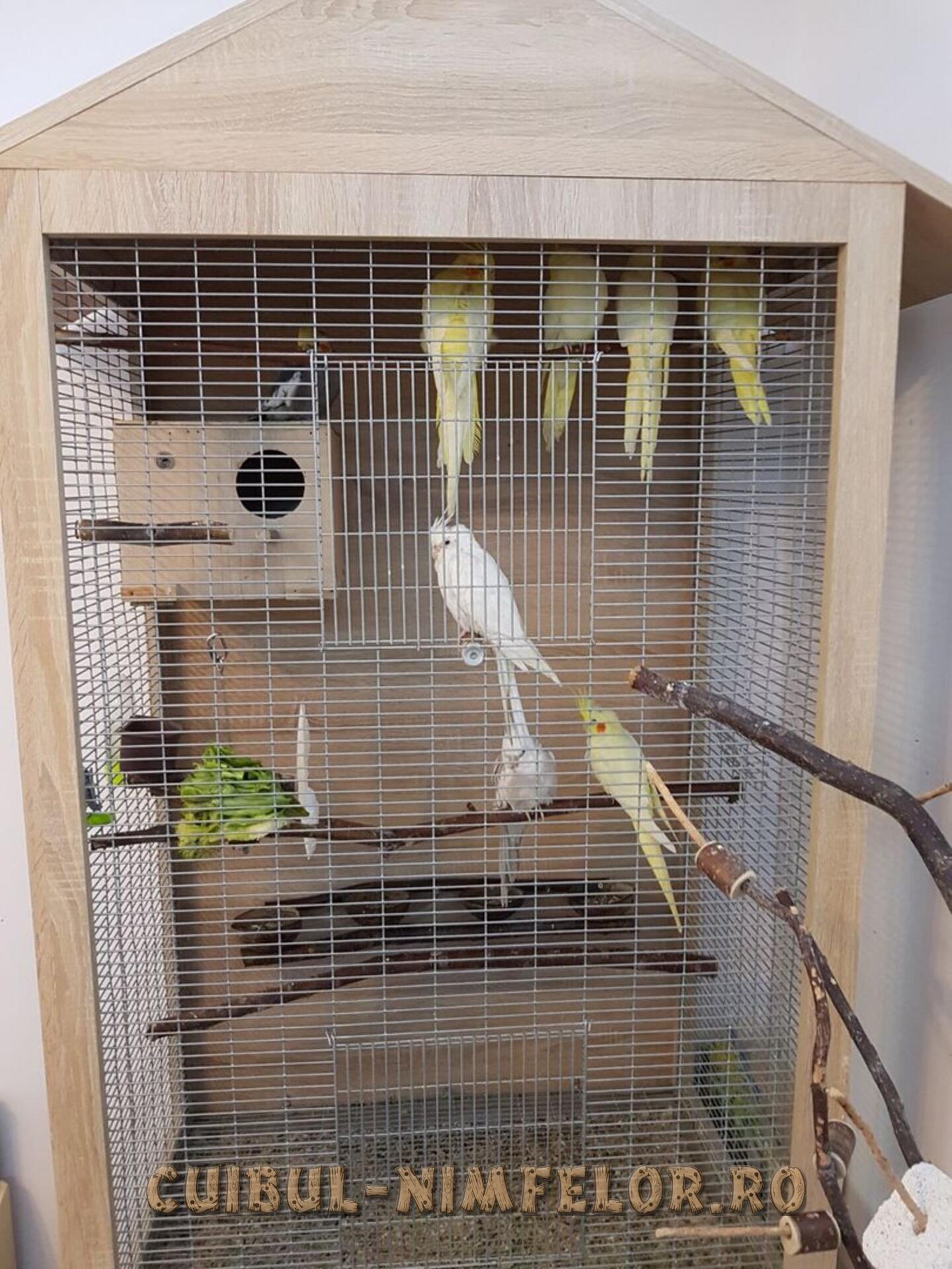 Ce trebuie să știi despre nimfe - Blog - Cuibul Nimfelor