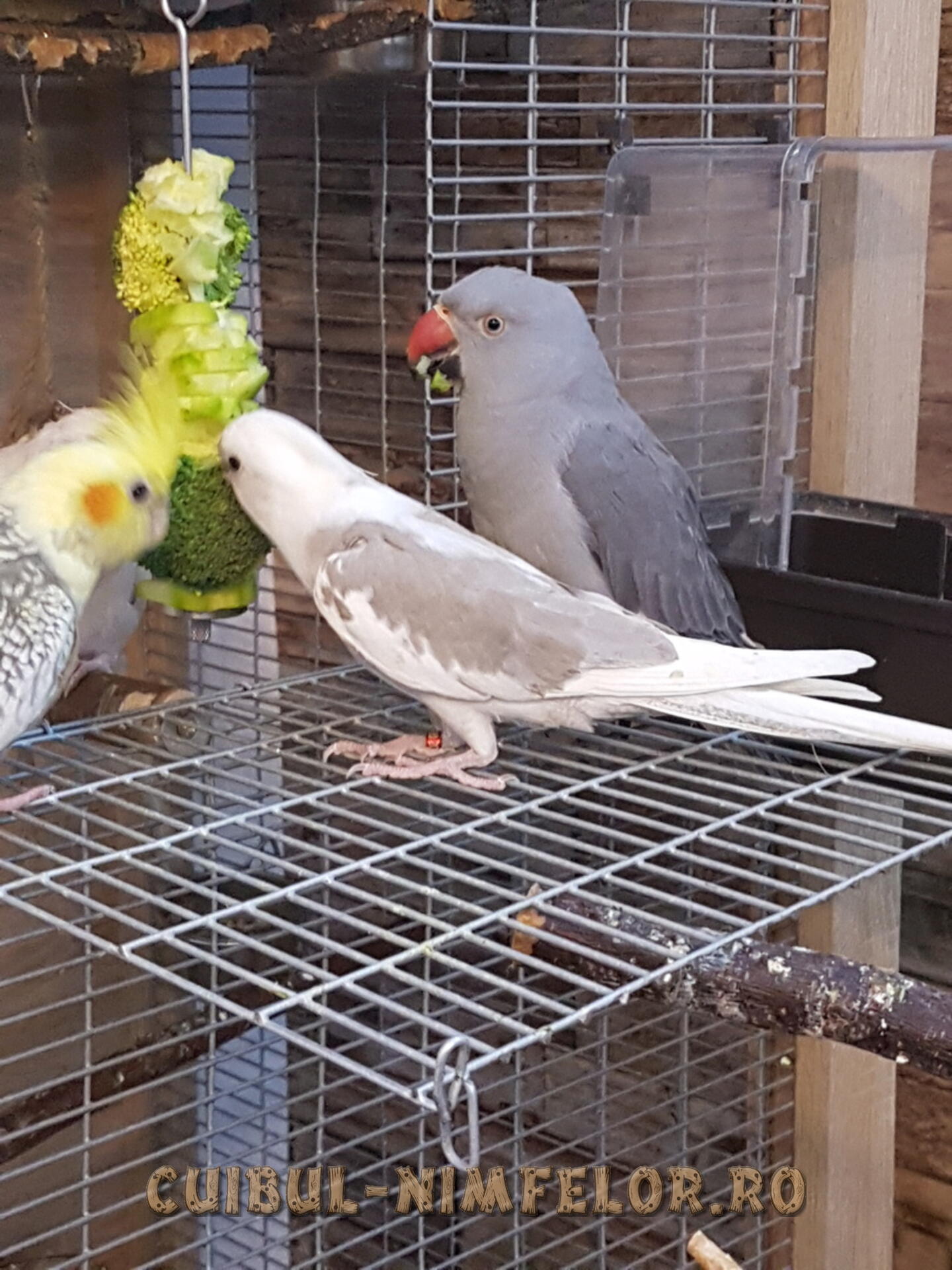 Cu ce alte păsări, specii de papagali, se înțeleg nimfele?