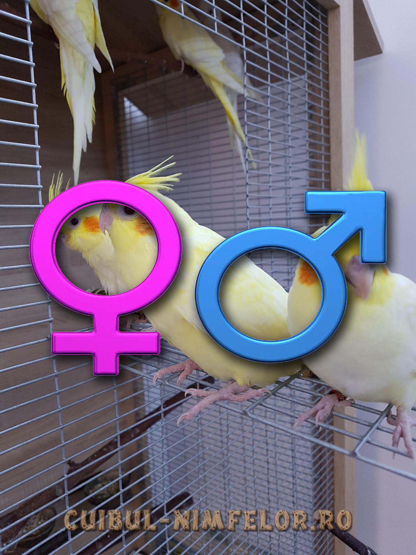 Mascul sau Femelă? Determinarea sexului la nimfe - Blog - Cuibul Nimfelor