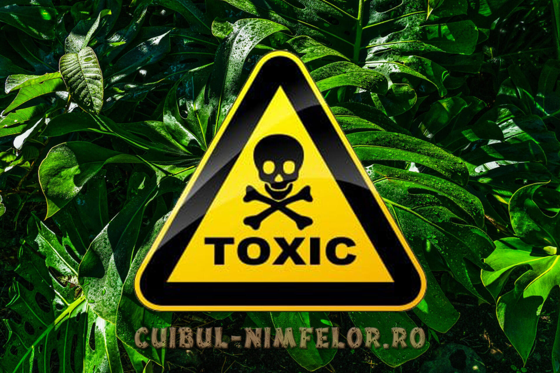 Plante toxice pentru nimfă - Blog - Cuibul Nimfelor